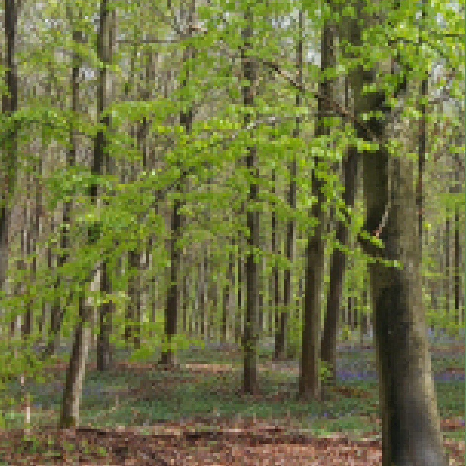 Accueil - Ville de Chantilly